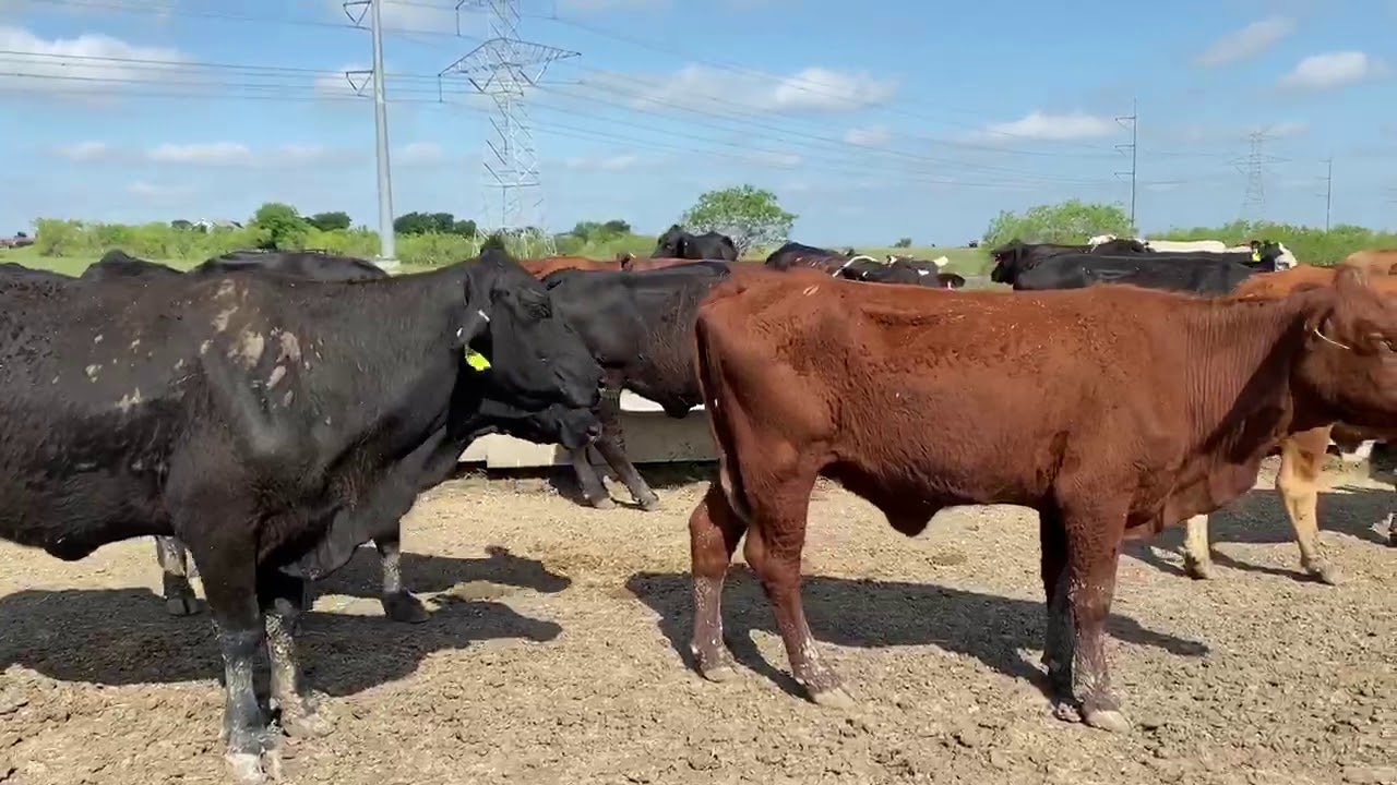 100 Angus, Brangus, Charolais Cross, Beefmaster and Crossbred cows ...