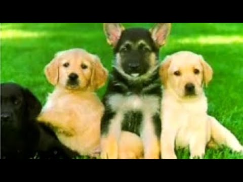 Guess the dog breed Kahoot - YouTube