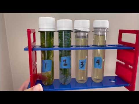 Bromothymol Blue Lab - YouTube