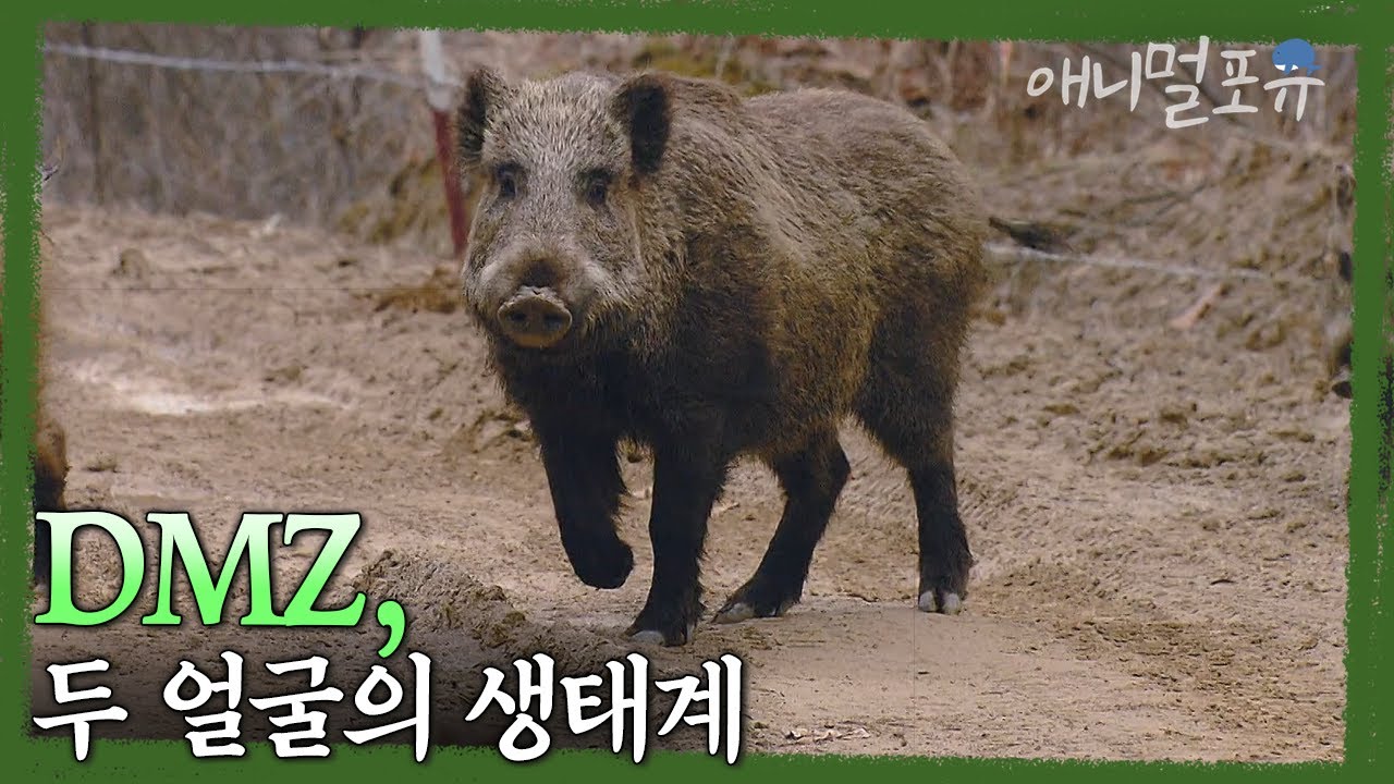 발목이 잘린 멧돼지를 마주쳤다. DMZ의 생태계에선 무슨 일이 벌어지고 있는가 | KBS 다큐멘터리 130804 방송 - YouTube