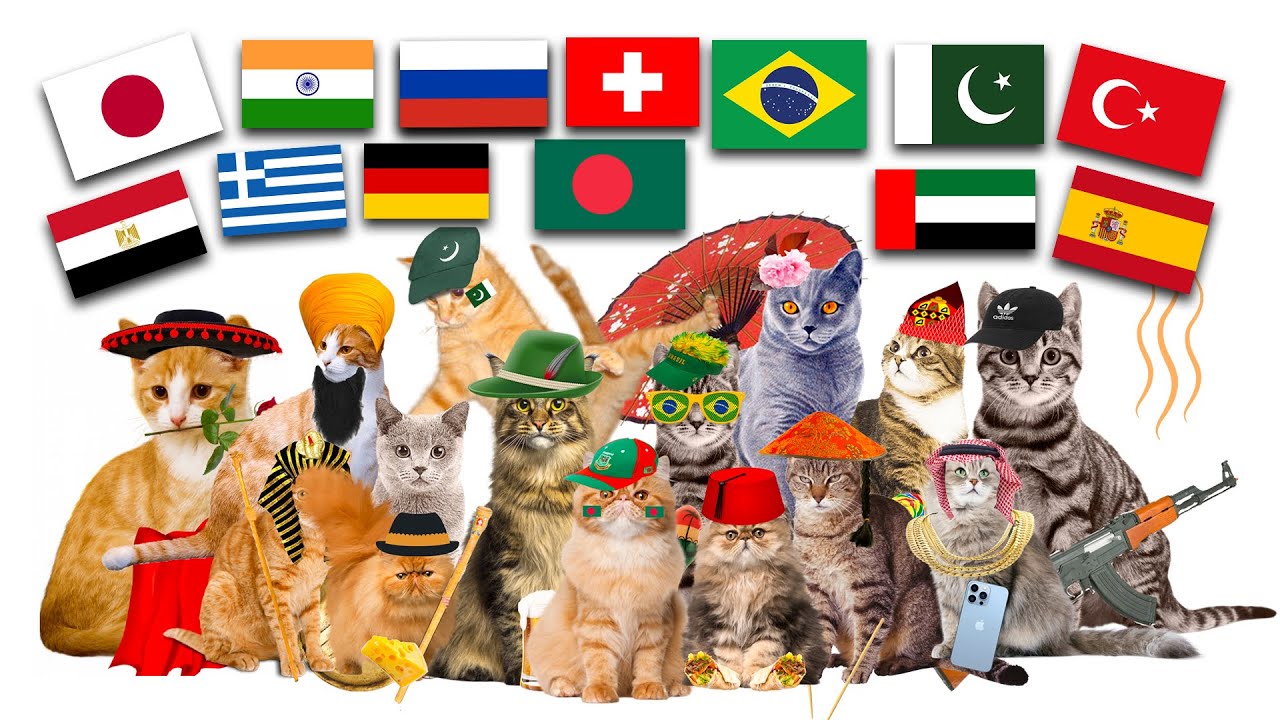 Cat Google Translate Memes Compilation - YouTube