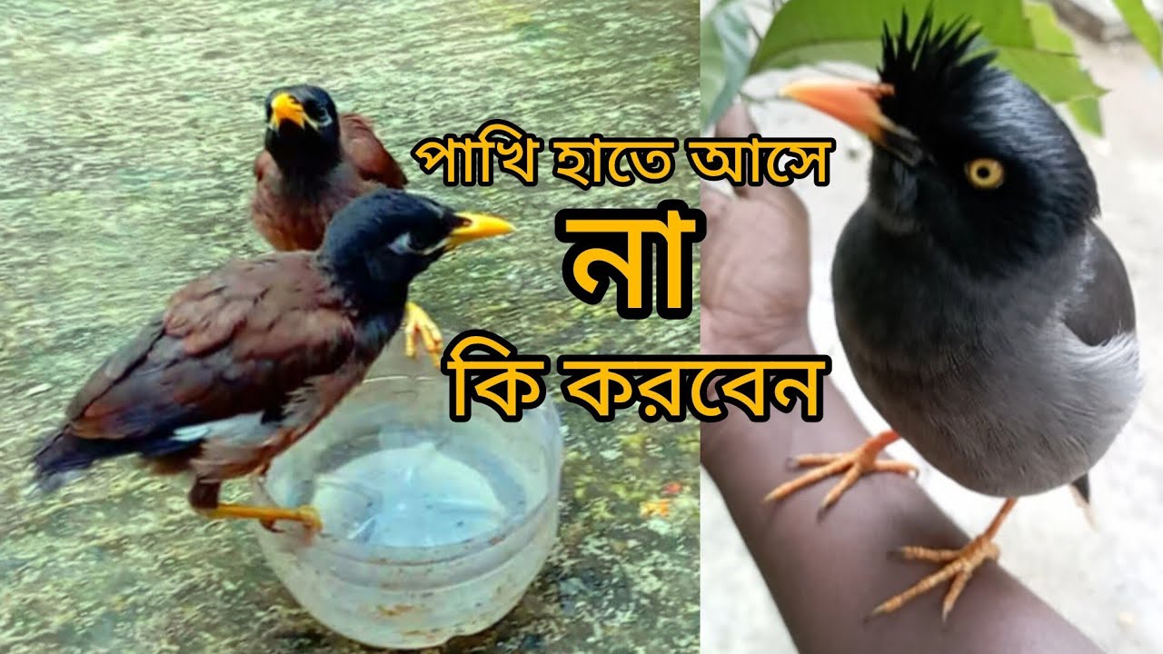 শালিক পাখি হাতে আসে না কাছে আসে না কি করবেন। শালিক পাখিকে পোষ মানানোর ...