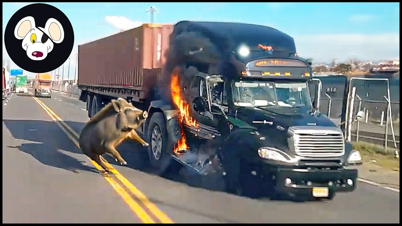Supercars encounters Invasive Species – 20 Terrifying Crash Moments You ...