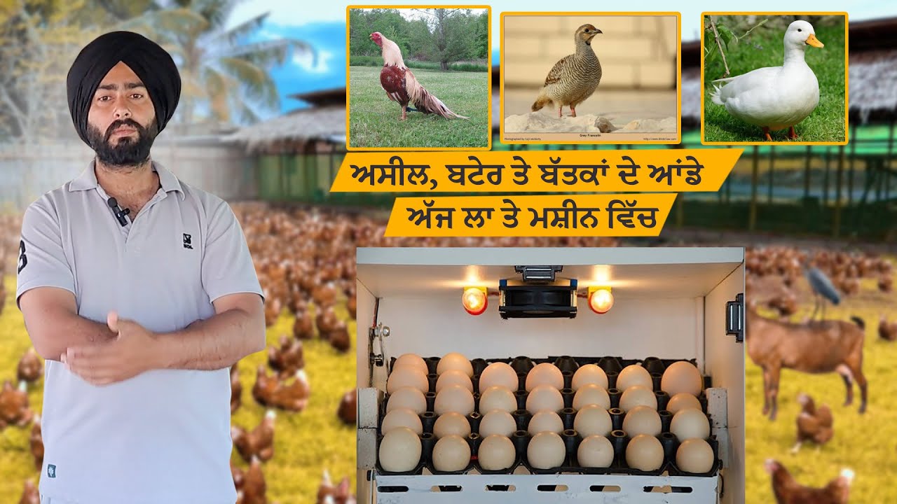 Aseel, bater Te batakh De Ande Ajj La Te Machine Vich | Toor Poultry ...
