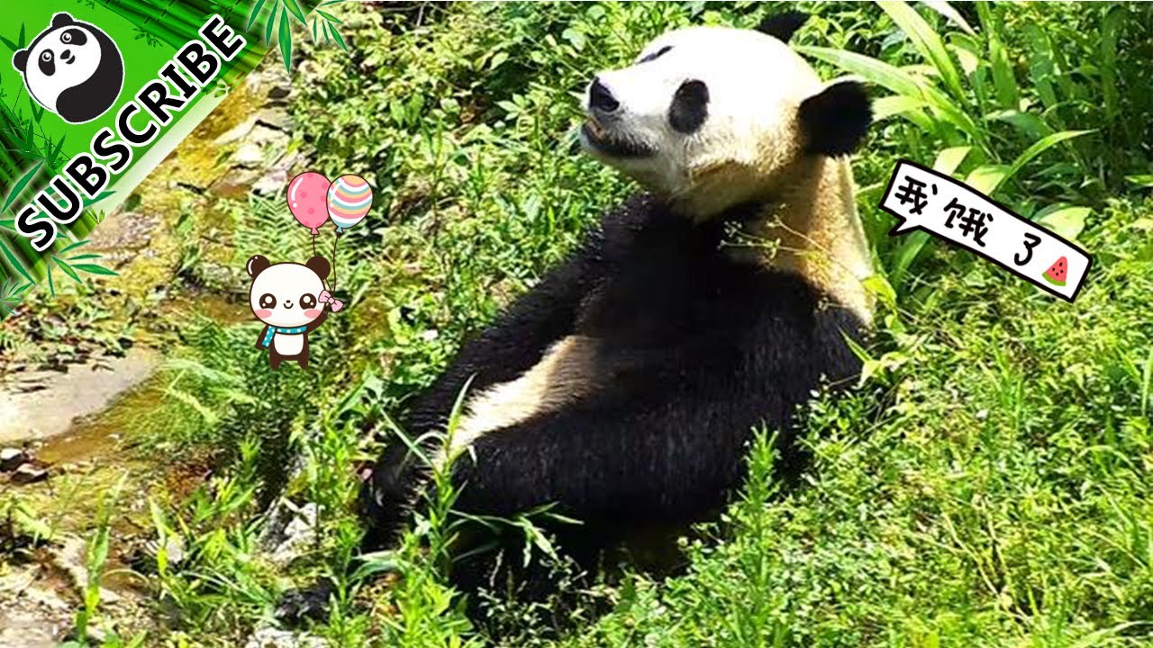 Pu Pu spends her summer time by daydreaming, rolling, and eating grass ...