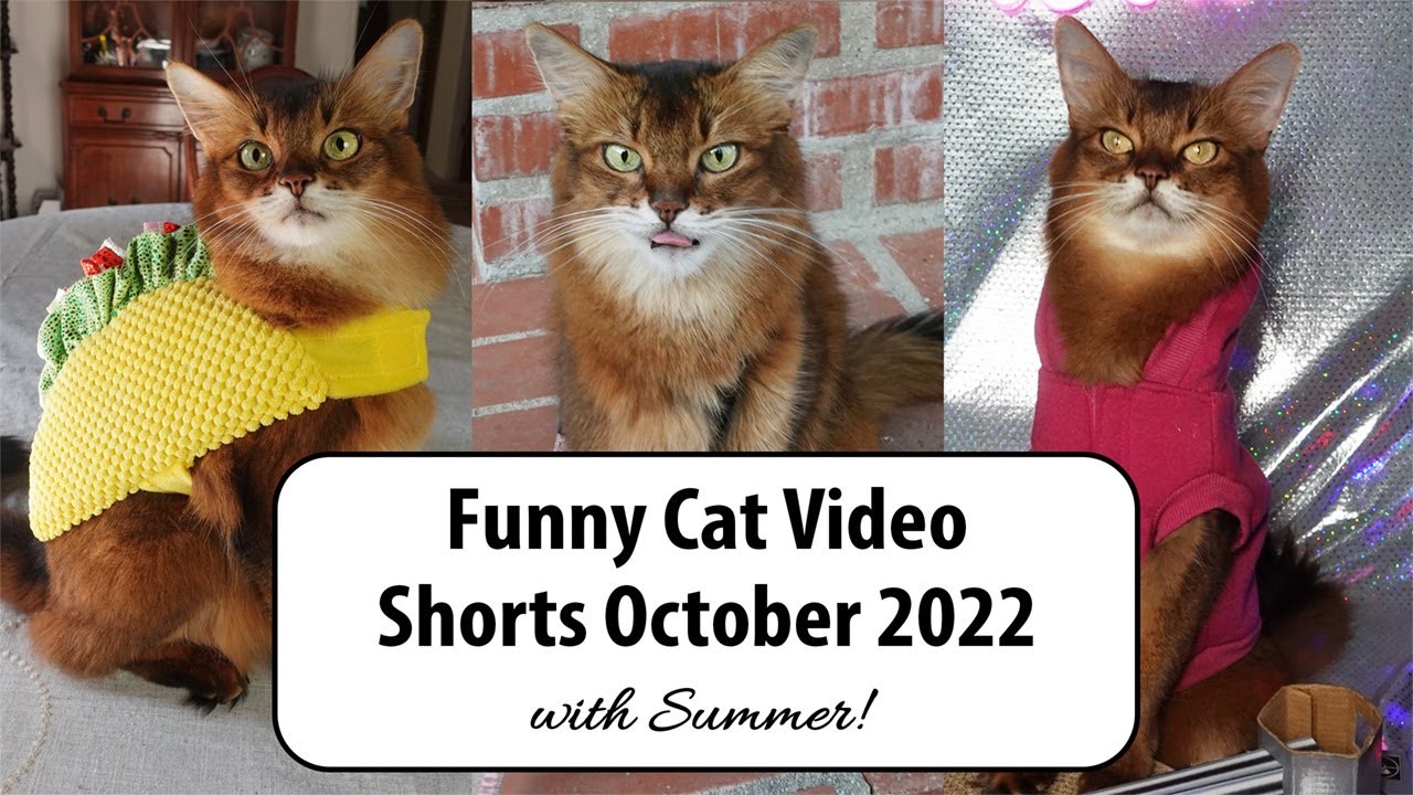 Funny Cat Compilation October 2022 - Summer’s Cute Short Videos - YouTube