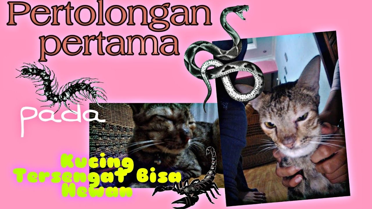 Pengalaman Pertolongan pertama saat kucing digigit hewan berbisa - YouTube