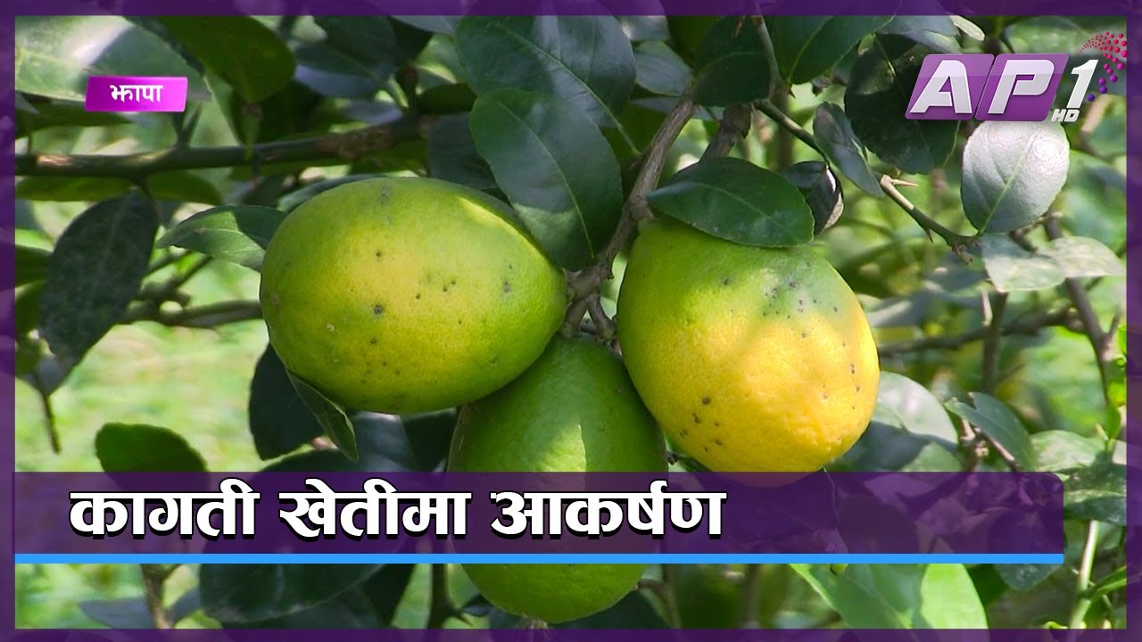 व्यवसायिक कागती खेतीमा झापाका युवाको आकर्षण बढ्दै | Lemon Farming in ...