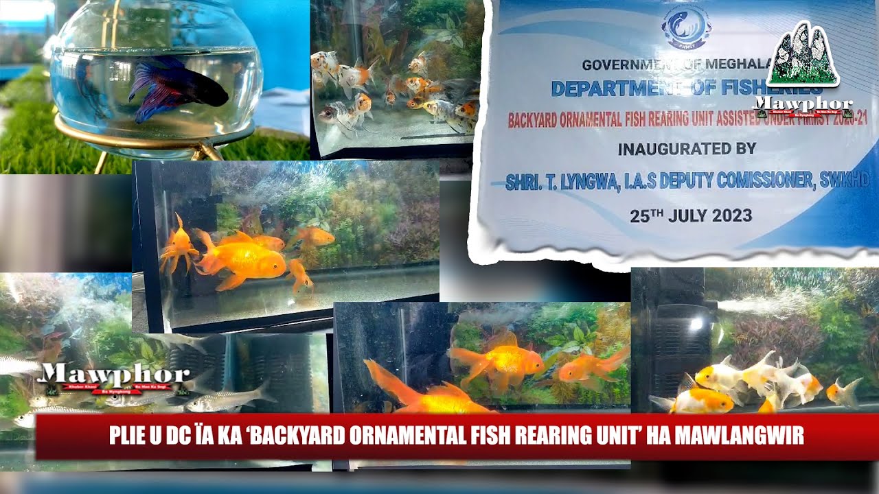 PLIE U DC ÏA KA ‘BACKYARD ORNAMENTAL FISH REARING UNIT’ HA MAWLANGWIR ...