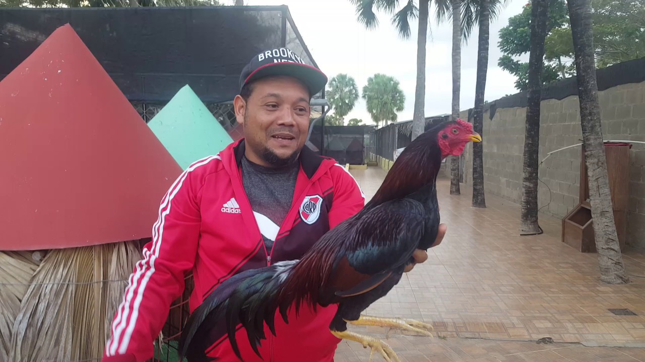 CHAMO DISPONIBLE. - YouTube