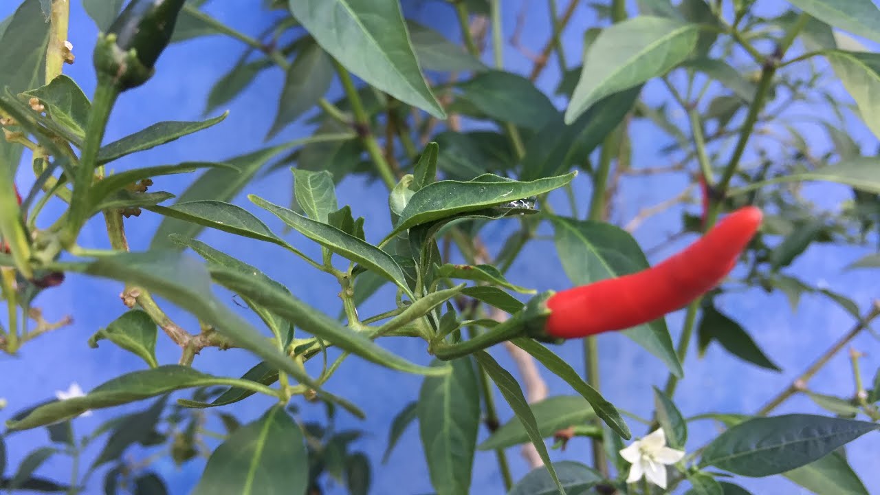 THE GOOD BENEFITS OF CHILI/SILI LABUYO (for medicinal use) - YouTube