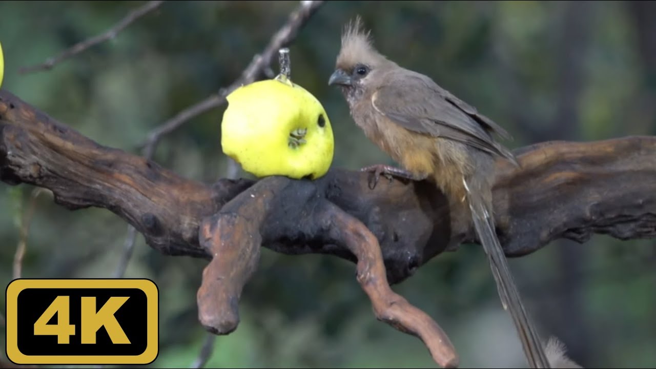 Ultra High definition flying mice - YouTube