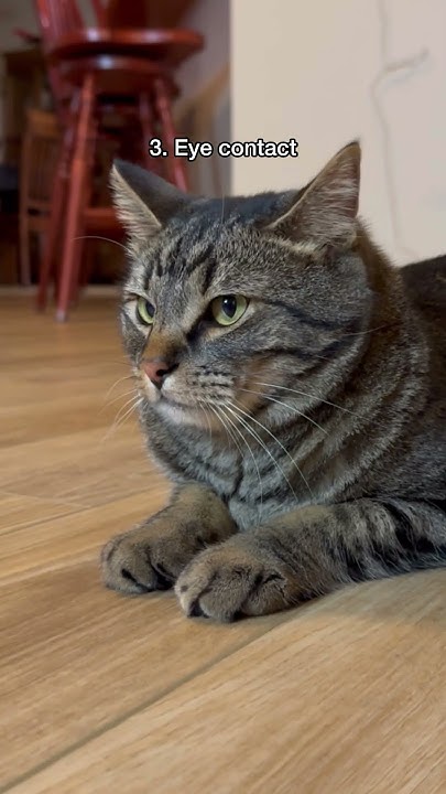 5 Ways To Make Your Cat More Affectionate - YouTube