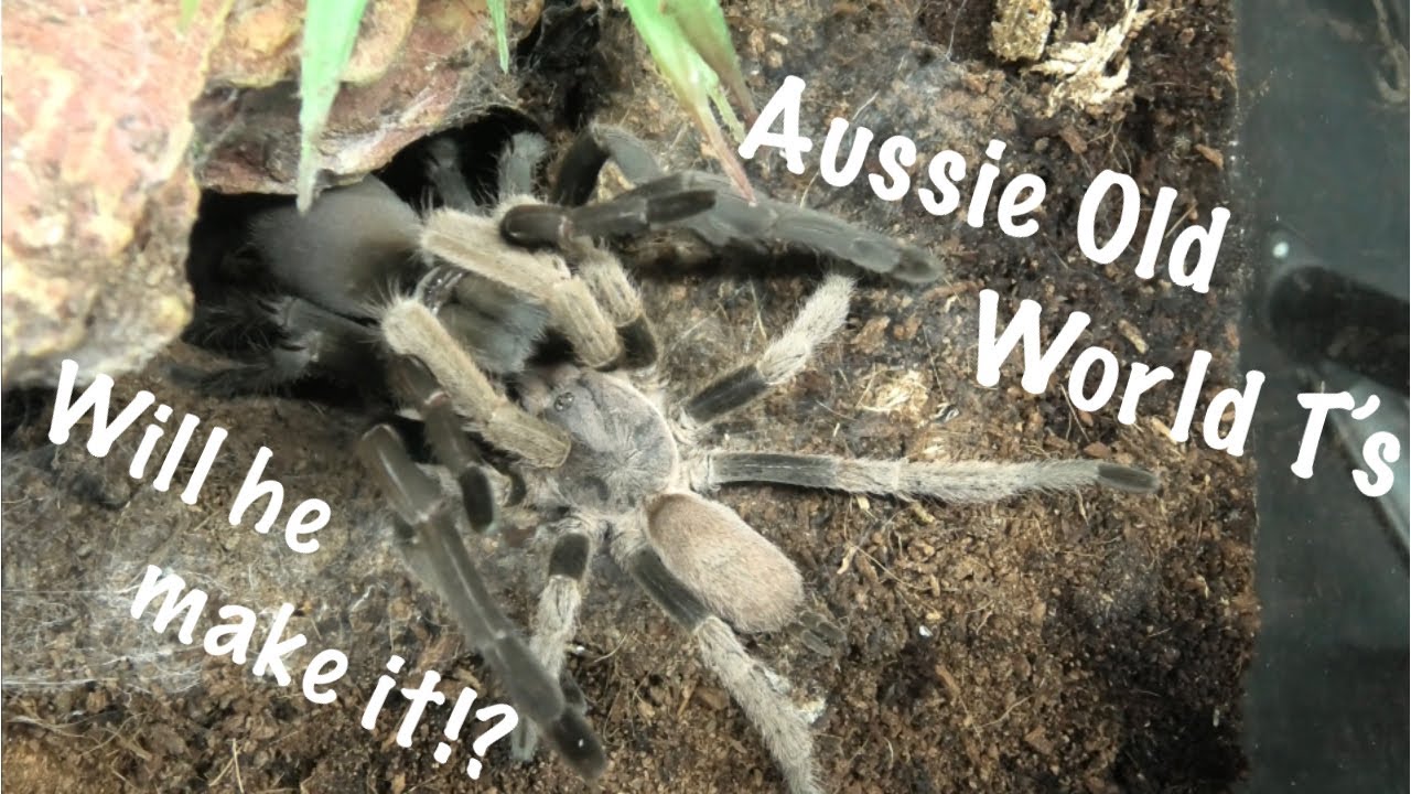 Old World tarantula mating - Phlogius Pq113 - YouTube