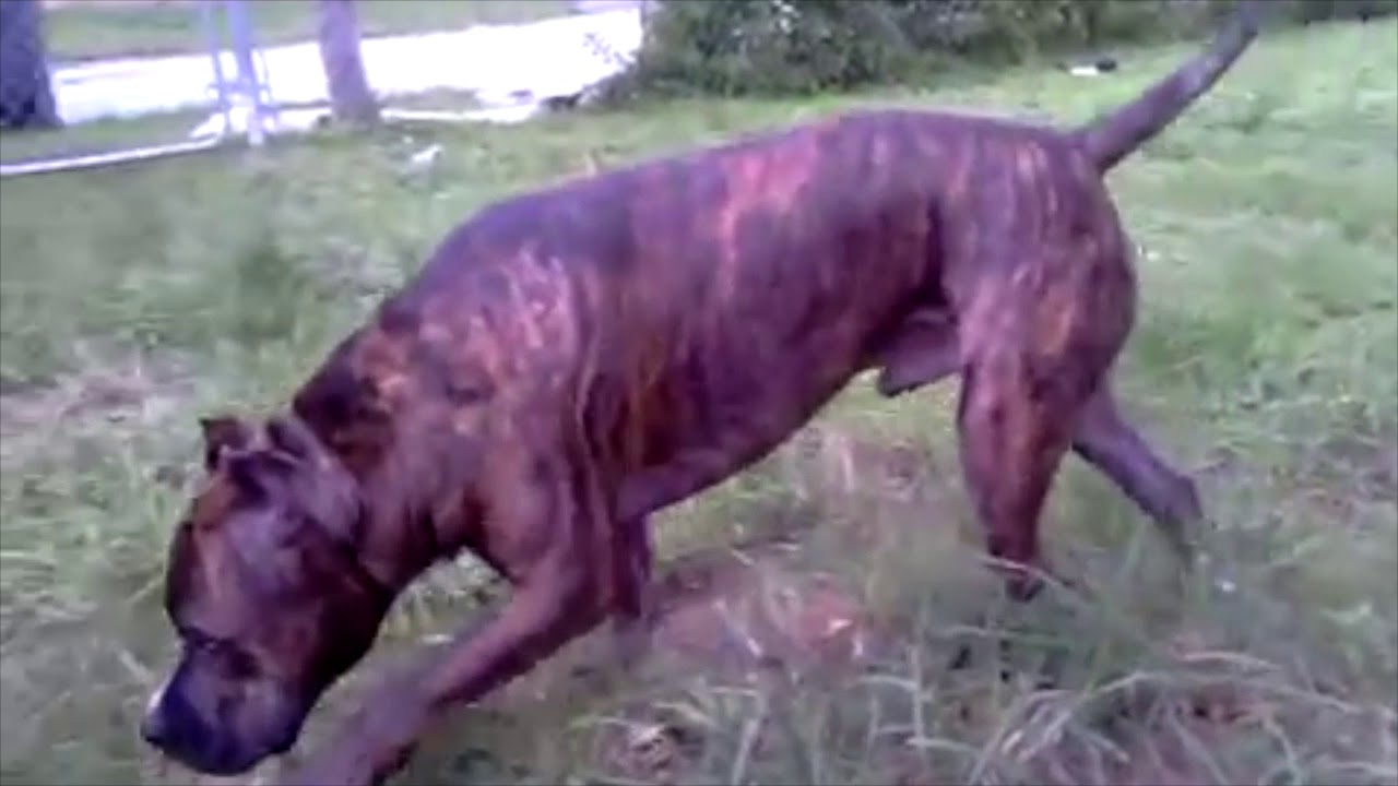 Brindle Pitbull Bullet was 1 Year Old Here !!! - YouTube