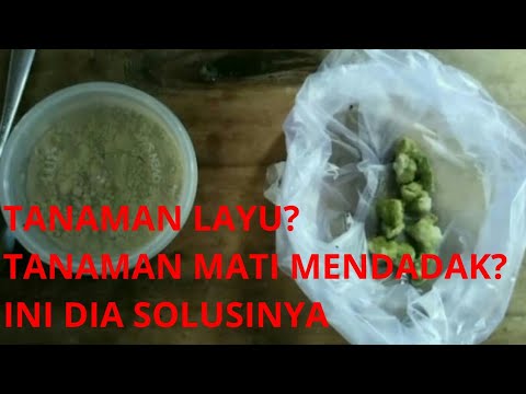 CARA PENGAPLIKASIAN JAMUR TRICHODERMA PADA MEDIA TANAM - YouTube