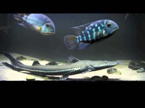 396 gallon monster fish tank - YouTube