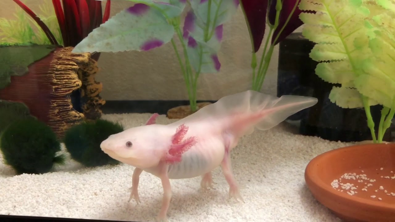 Meet my Pets!! (All my Pets in one video!) - YouTube