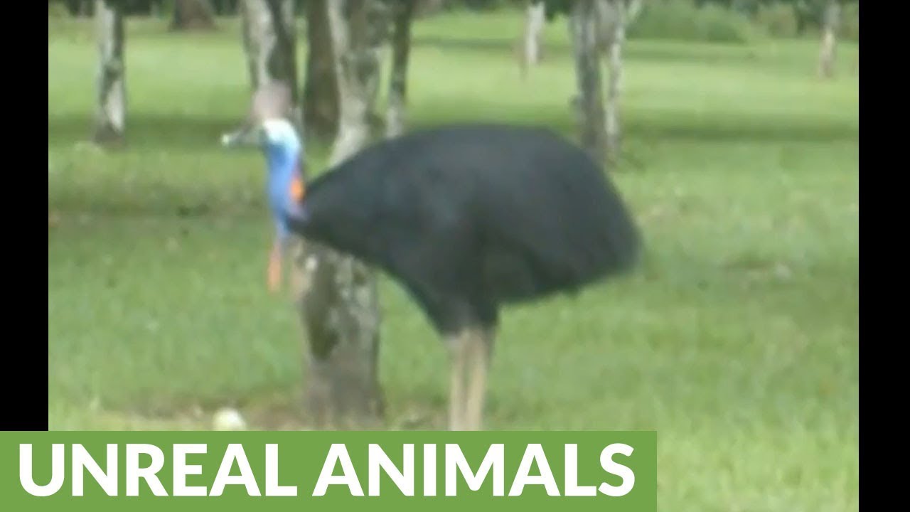 Giant bird has impressively high vertical jump - YouTube