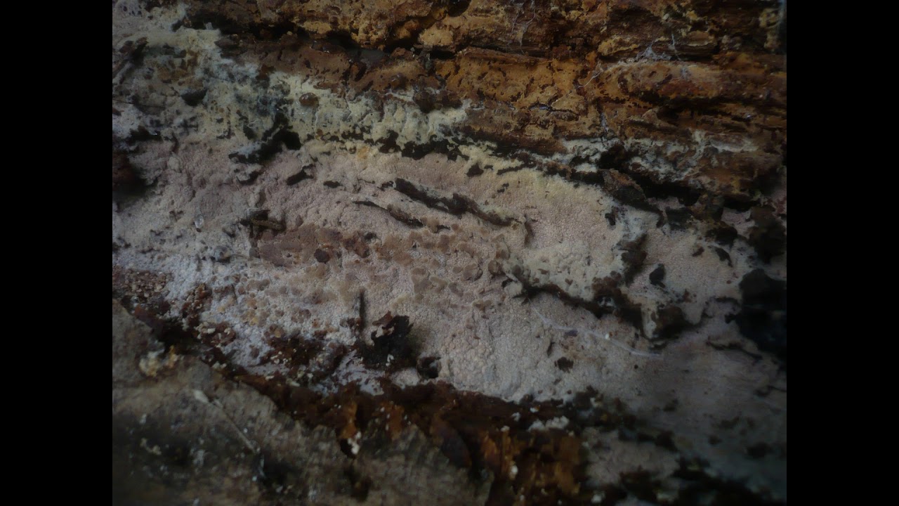 Hyphoderma setigerum - YouTube