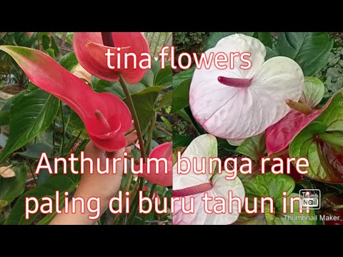 Anthurium bunga rare item hanya di tina flowers wa 081241495584 - YouTube