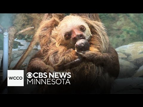 Como Zoo sloth gives birth to surprise baby - YouTube