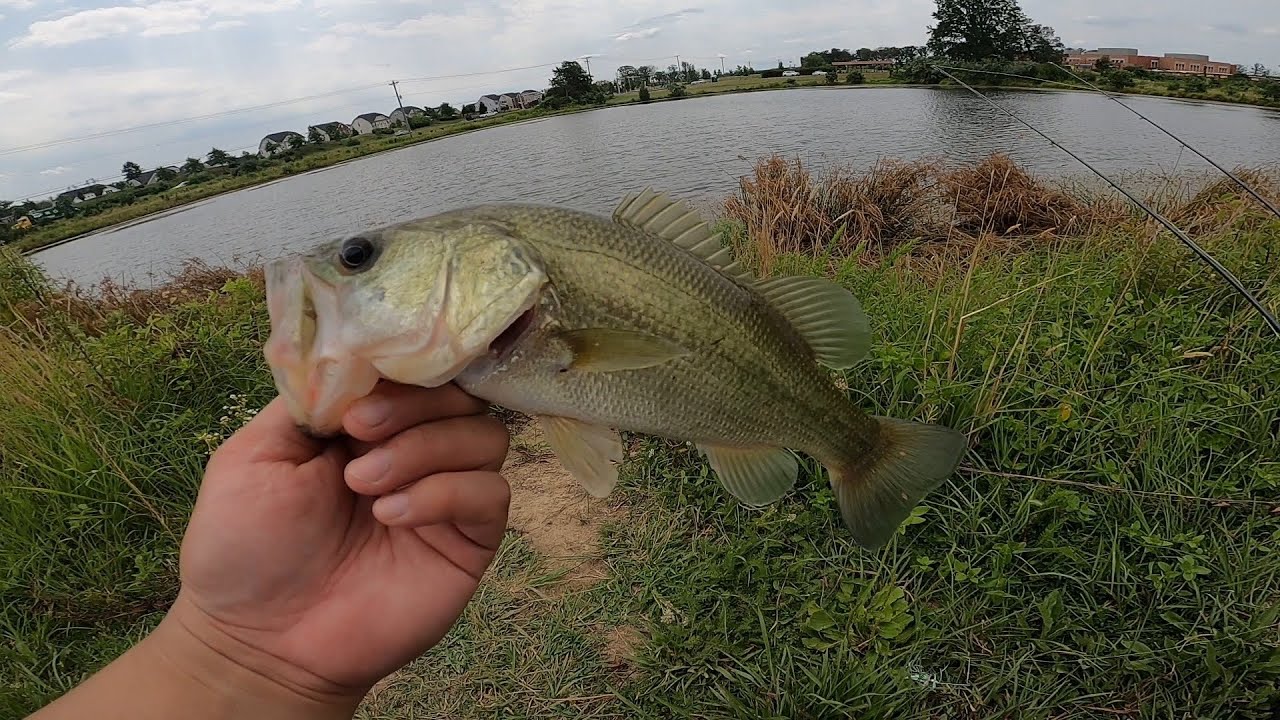 NORTHERN VIRGINIA FISHING HOME POND 1 - YouTube