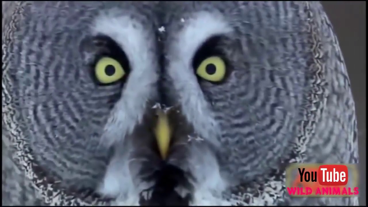 The Best Of Eagle Attacks 2018 Most Amazing Moments Of Wild Animal Fights! Wild Discovery ...