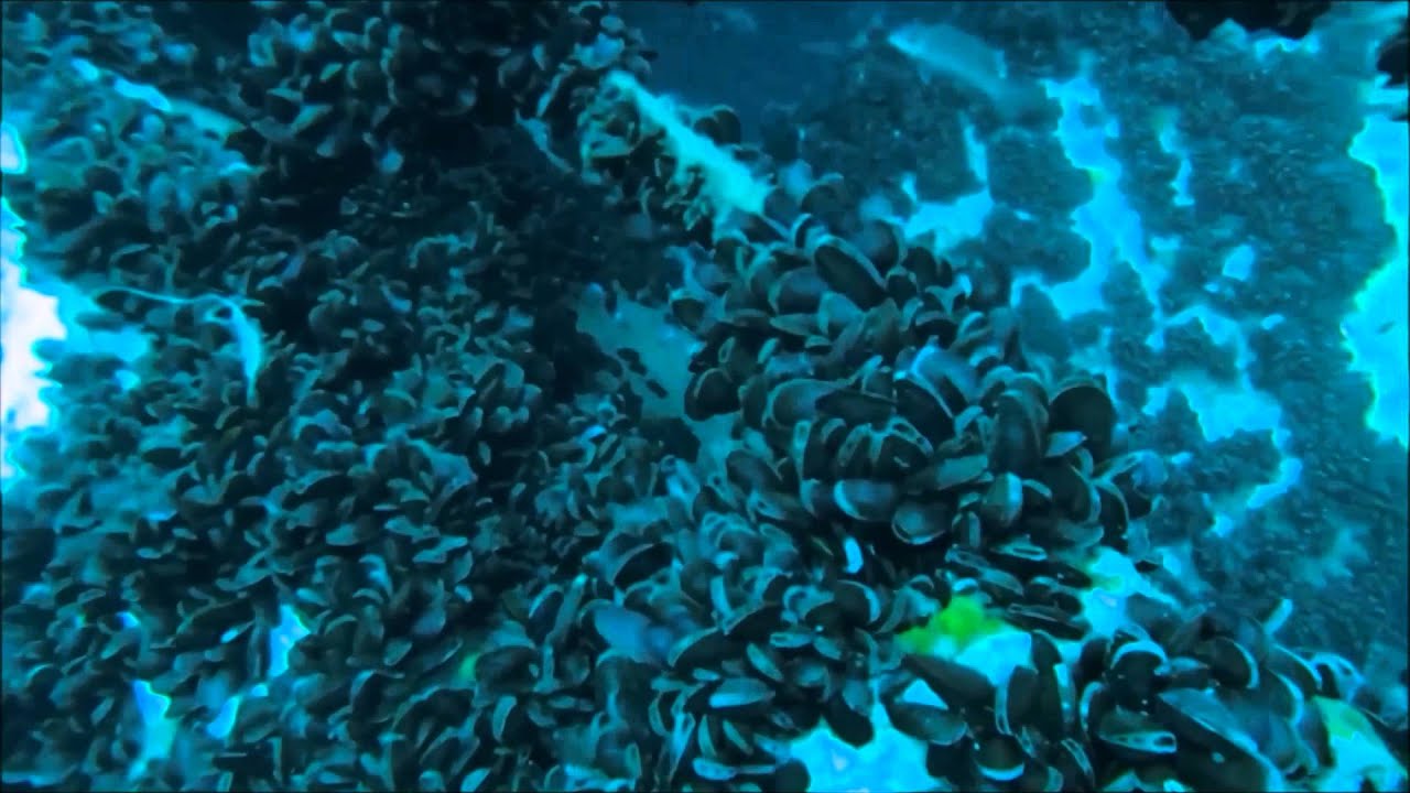 Delaware Reefs - YouTube
