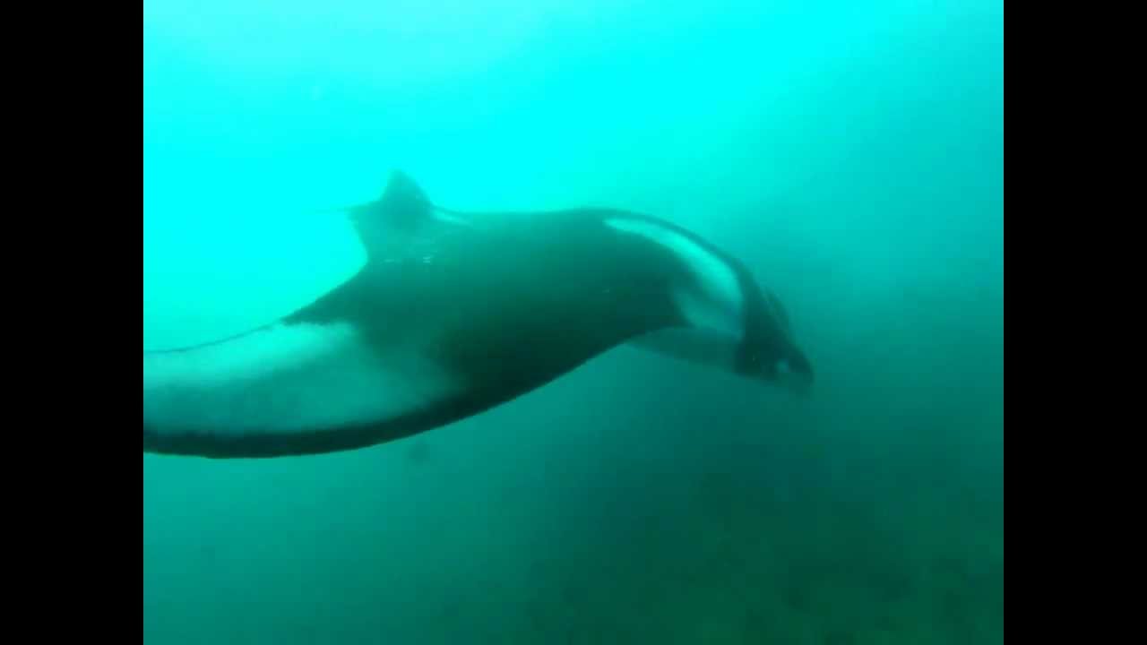 Giant Pacific Manta In The Catalinas Islands Costa Rica - YouTube