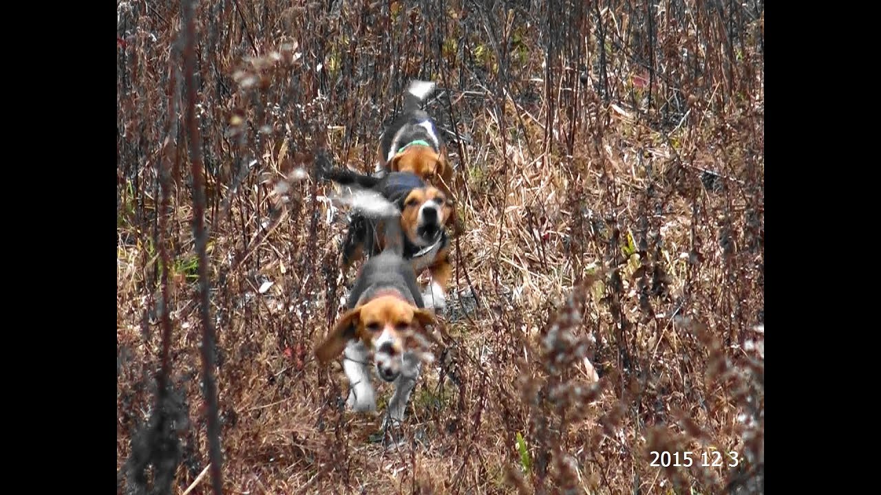 Skyview's Beagles Rabbit Hunting Running Dogs At Club With Jed Reed ...