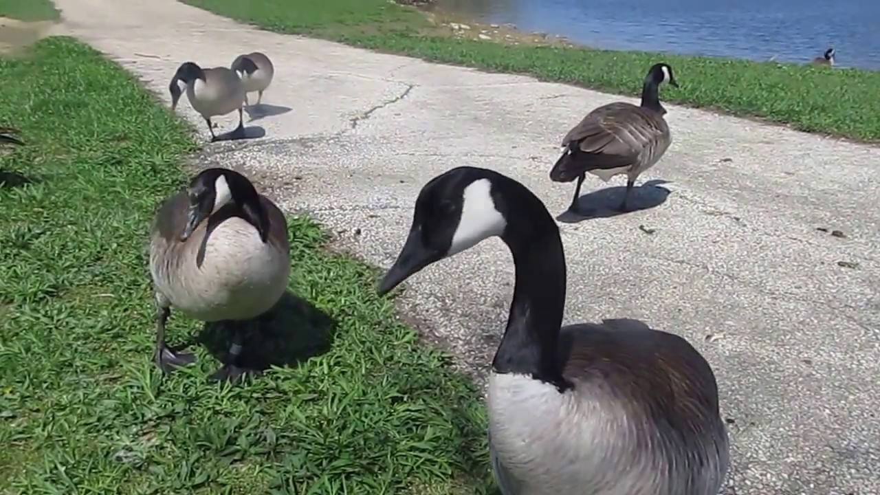 Canada Geese and a charging goose.... - YouTube