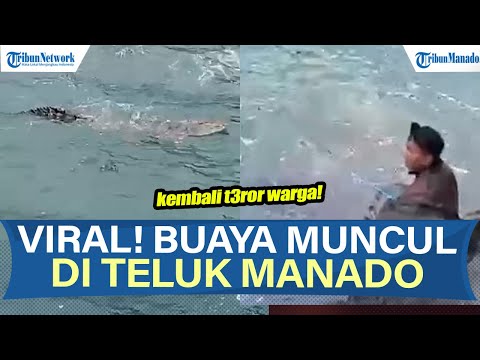 VIRAL! BUAYA KEMBALI MUNCUL DI TELUK MANADO, WARGA MARINA PLAZA HEBOH