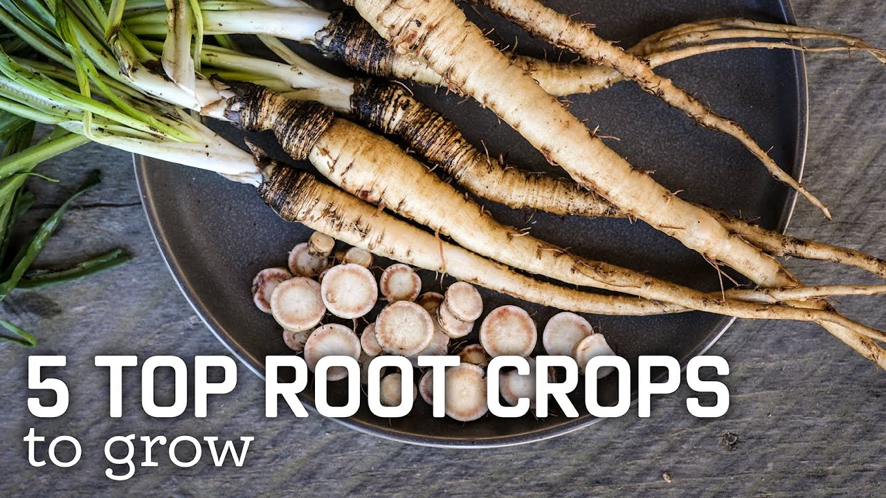 Top 5 Root Crops to Grow! - YouTube