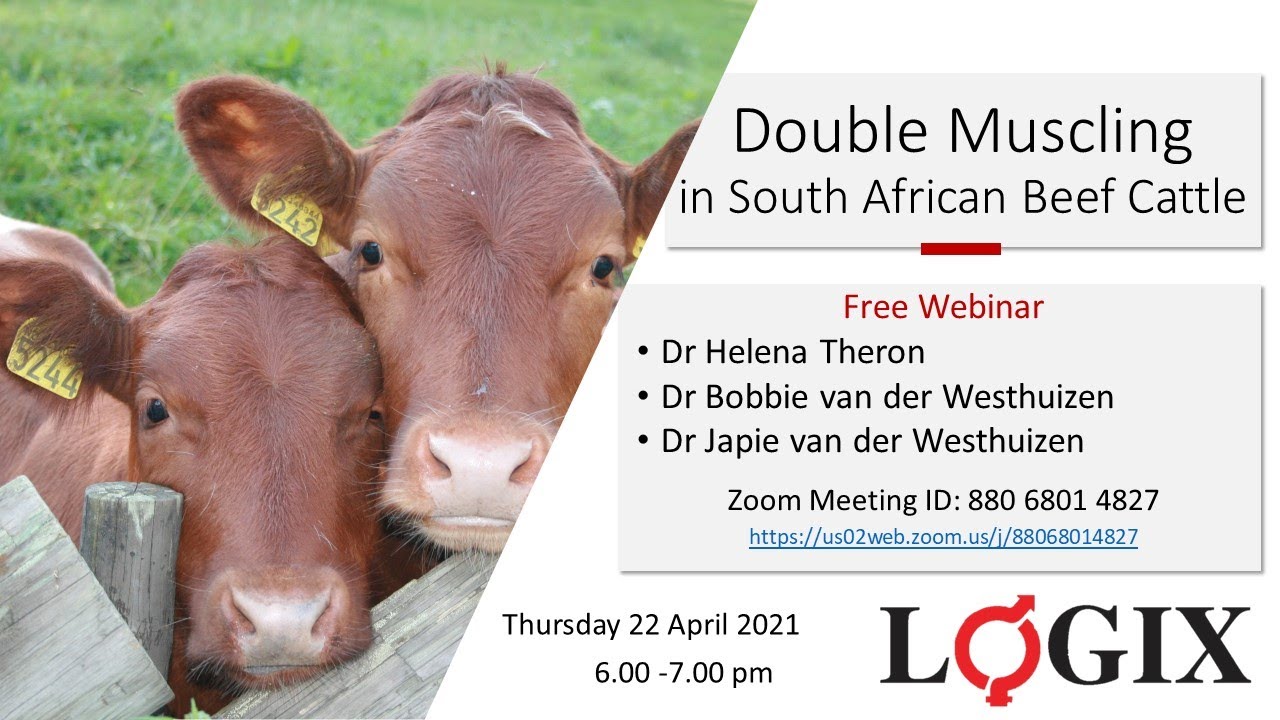 Double muscling in South African Beef Cattle - YouTube