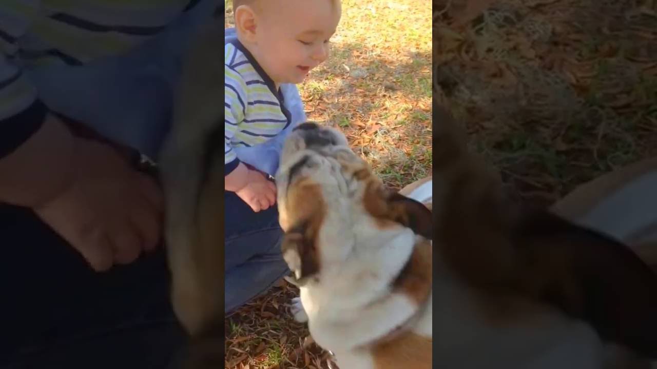Bulldog Attack - YouTube