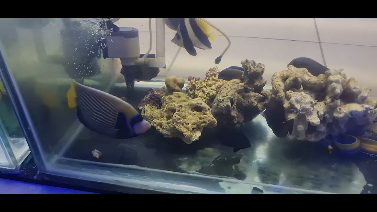 Ikan Angel Batman Original XL rakus pelet - YouTube