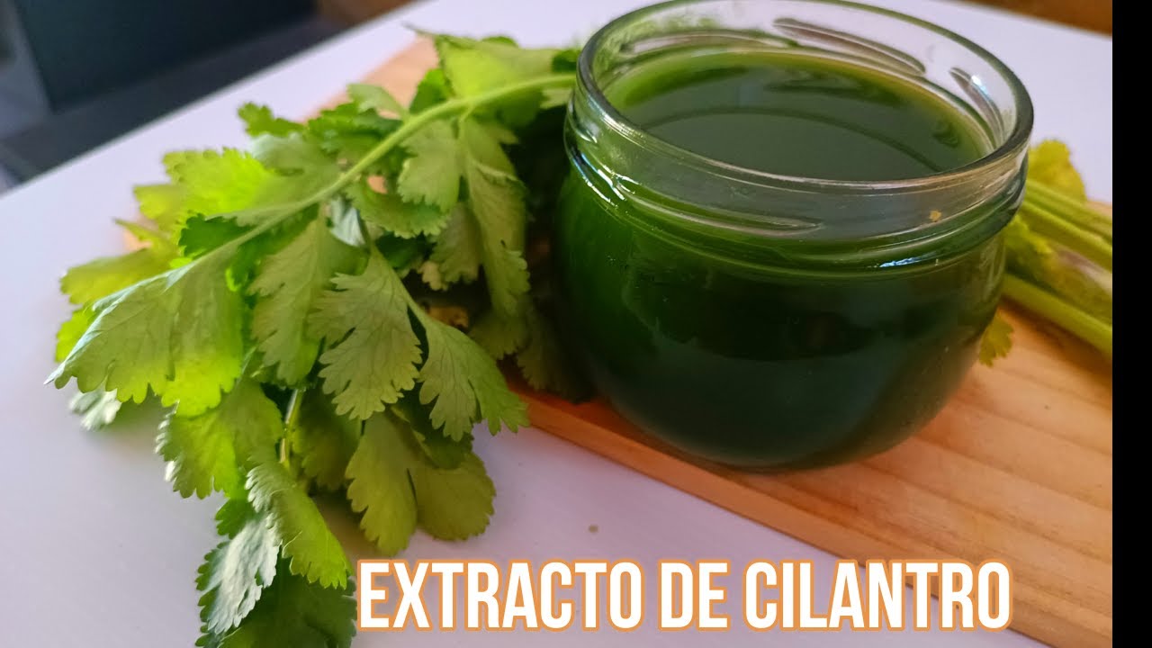 saboriza tus comidas con Extracto de cilantro casero - YouTube
