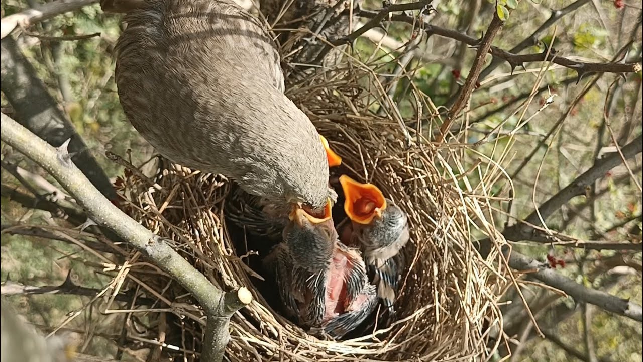 Day 10"Adorable Encounter: Wild Babbler Bird Babies Nesting Adventures ...