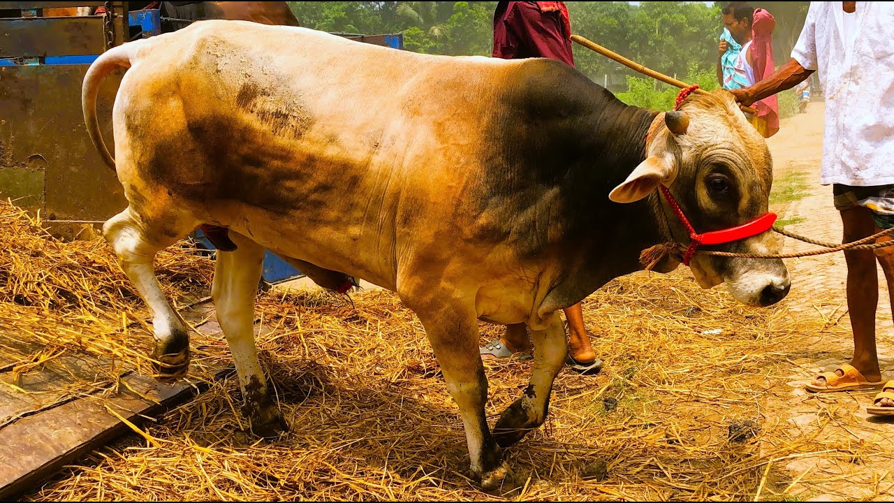 cow unloading, cow videos, cow video, animal, cow, big cow, goru hamba ...