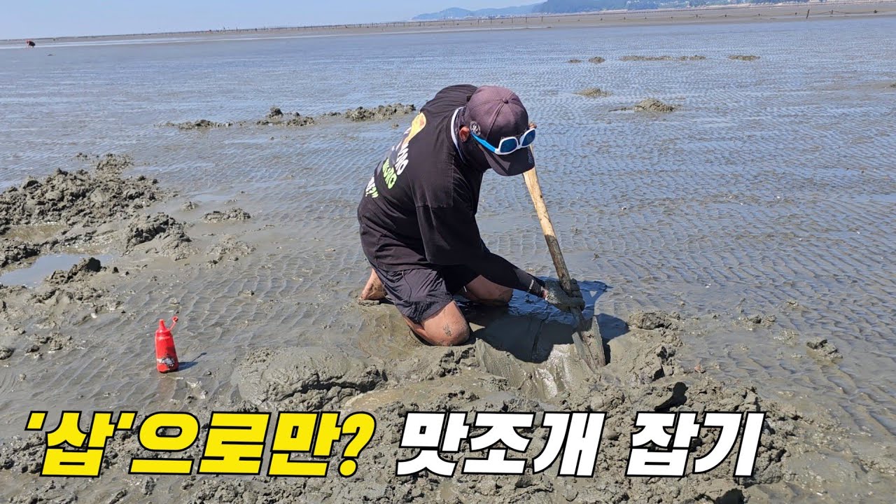 맛조개 잘나오는 체험장에서 삽으로 얼마나 잡을수 있을까?! +먹방 Digging mudflats with shovels ...