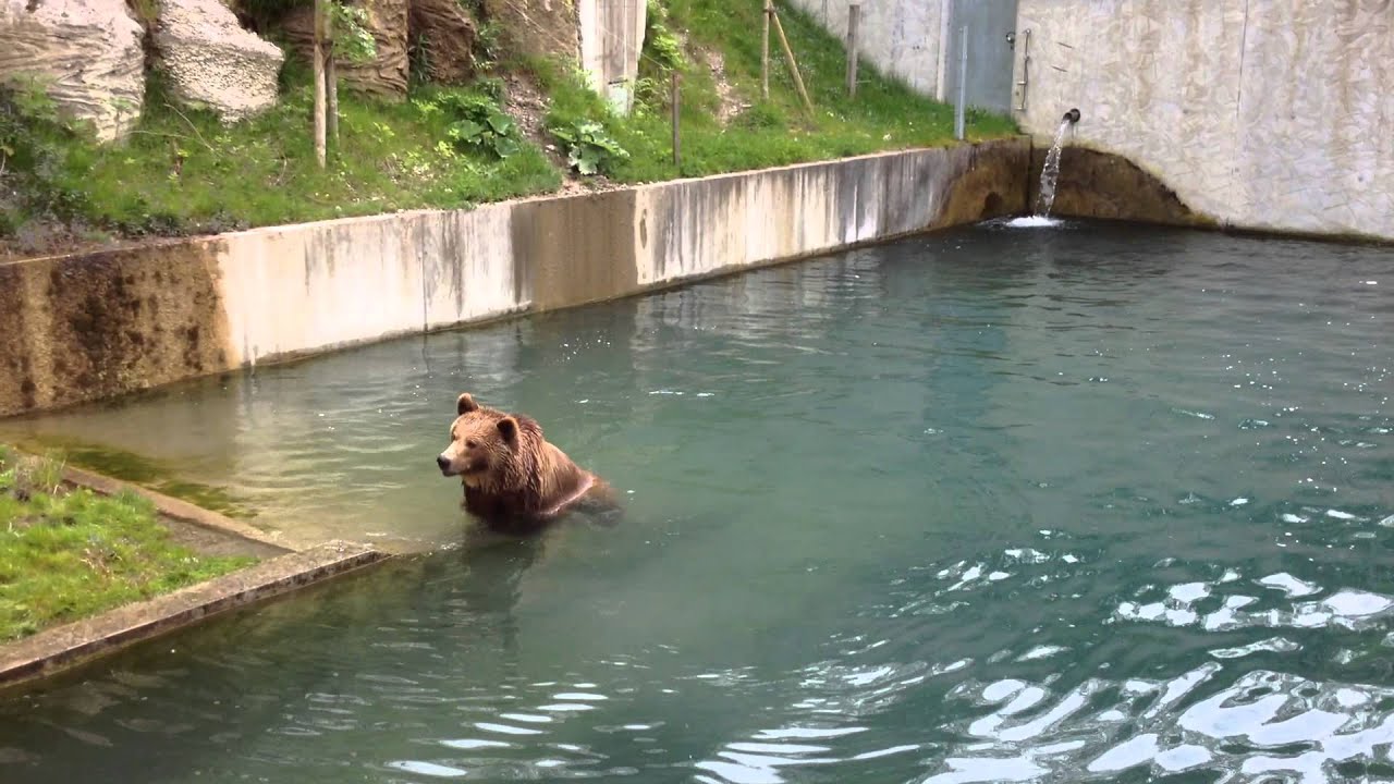 Bear Park in Bern, Switzerland - YouTube