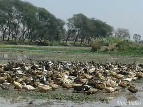 ANAND KUMAR BIND COM - YouTube