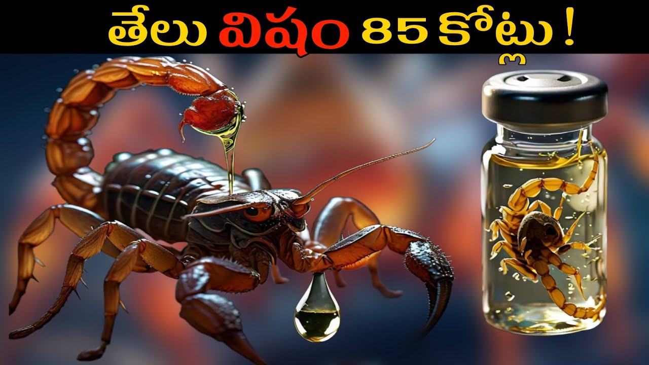7 Top Intresting And Amazing Facts || Explained by VT World-4U in ...