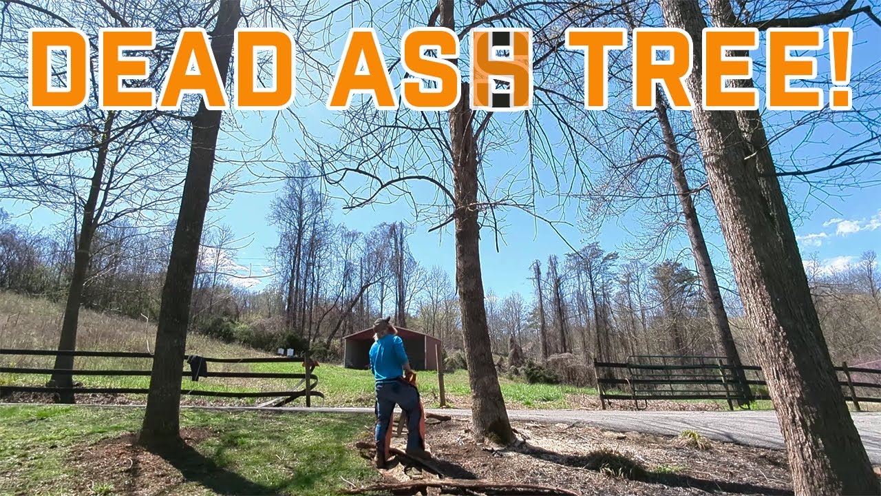 Felling a DEAD Ash Tree - YouTube