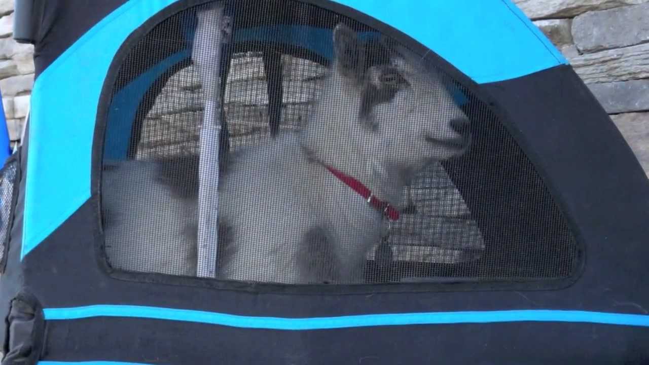 Five Guys and a Goat - Crack the Curse Song - YouTube