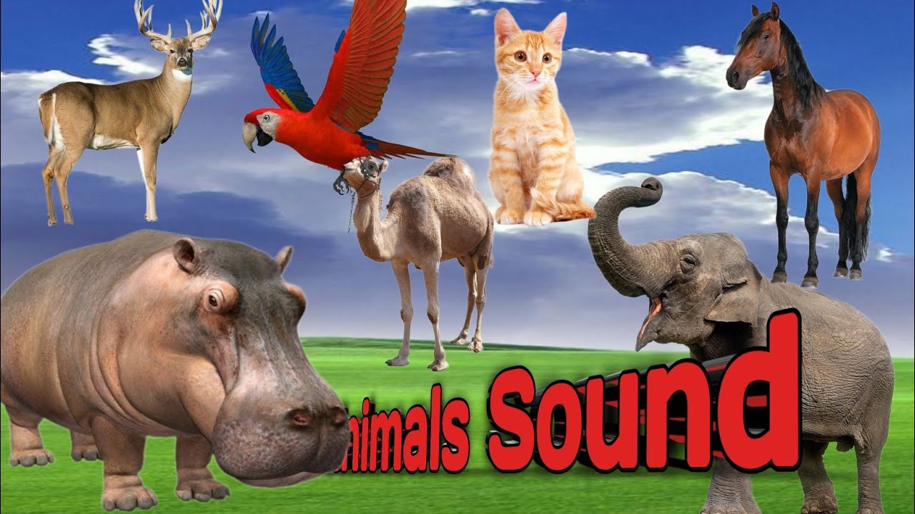 Animals sounds peom || farm animals sound duck, penguin, panda, dog ...