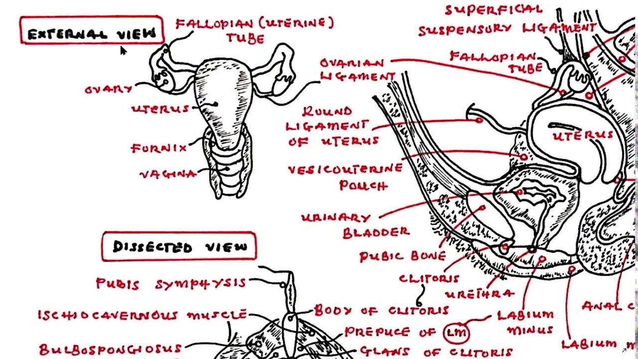 Important Facts About The Female Reproductive System Internal Organs Important Facts About The Female Reproductive System Internal Organs