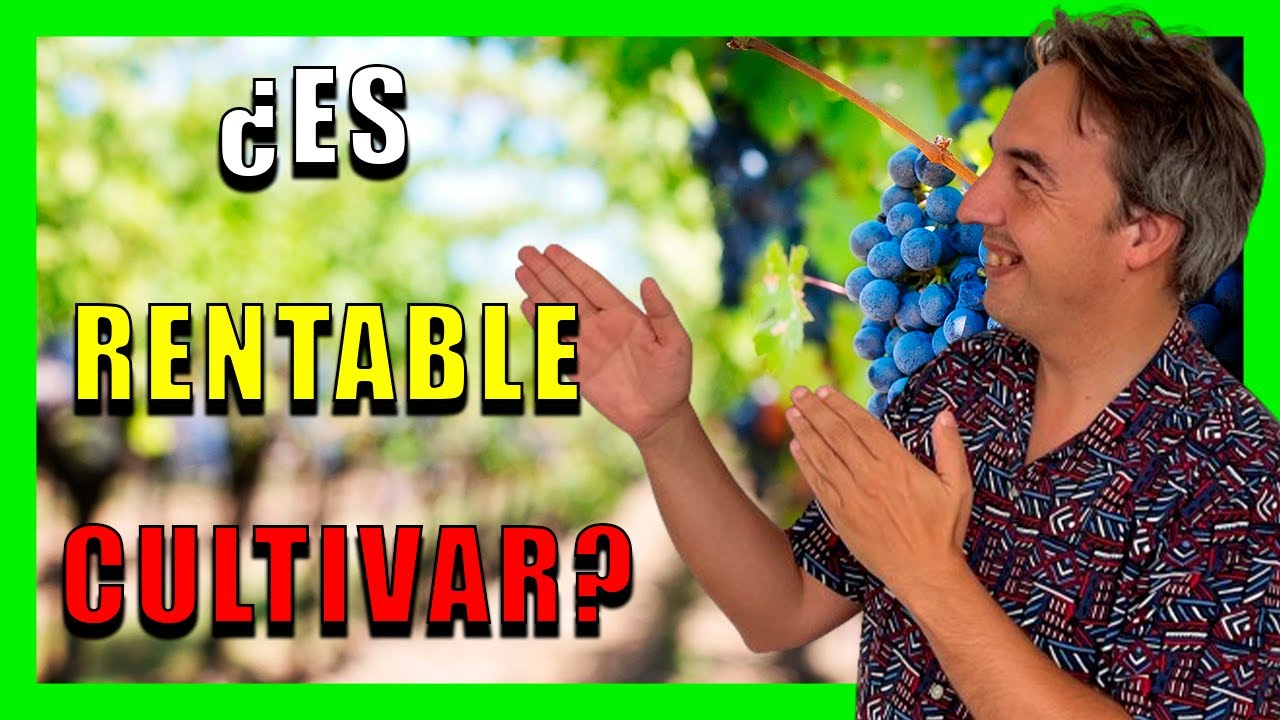 🚜cultivos Rentables 🍎 ¿cuál Es El Cultivo Más Rentable Youtube
