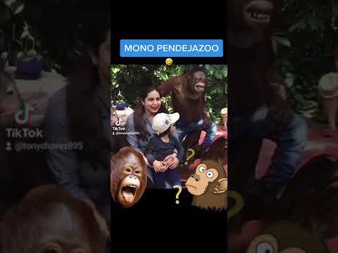 mono pendejo - YouTube